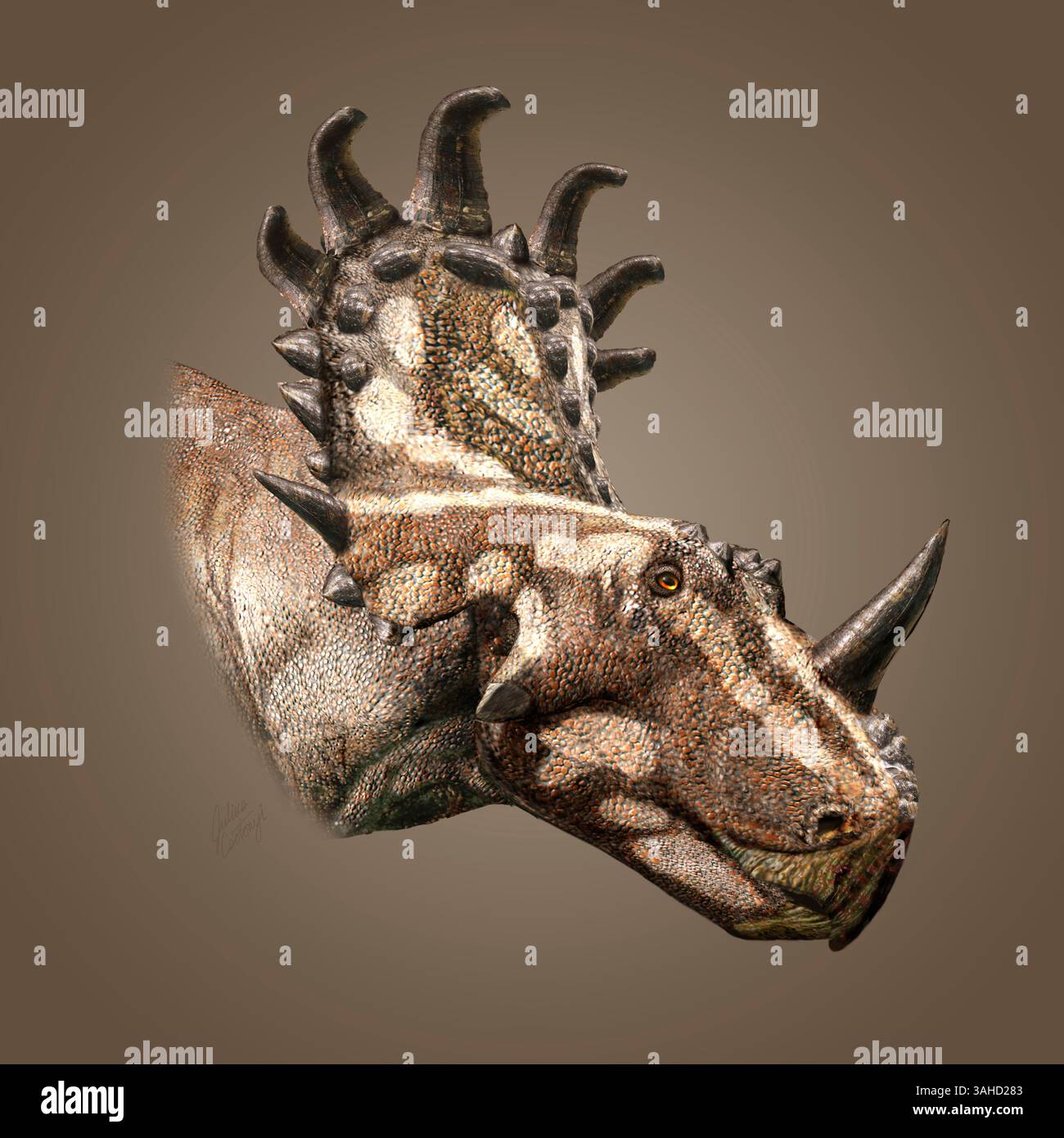 Illustration of the head of the ceratopsian dinosaur Sinoceratops ...