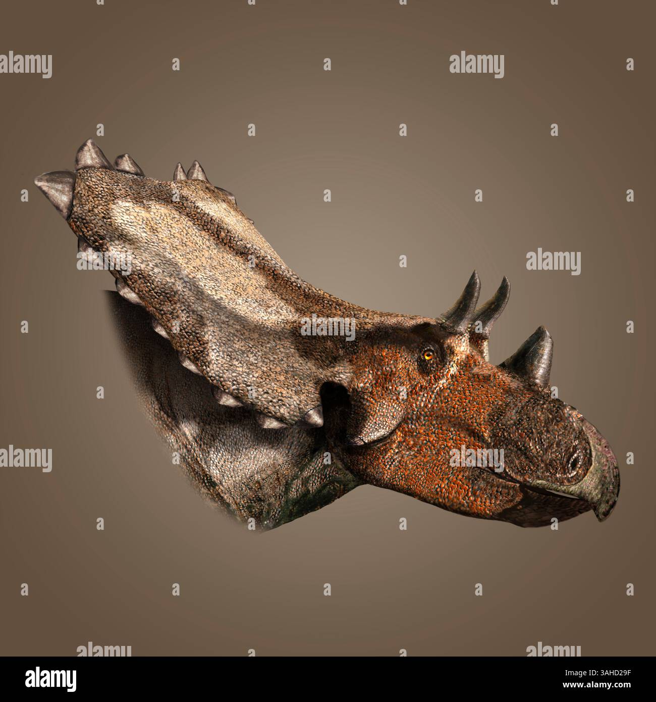 Illustration of the head of the ceratopsian dinosaur Chasmosaurus ...