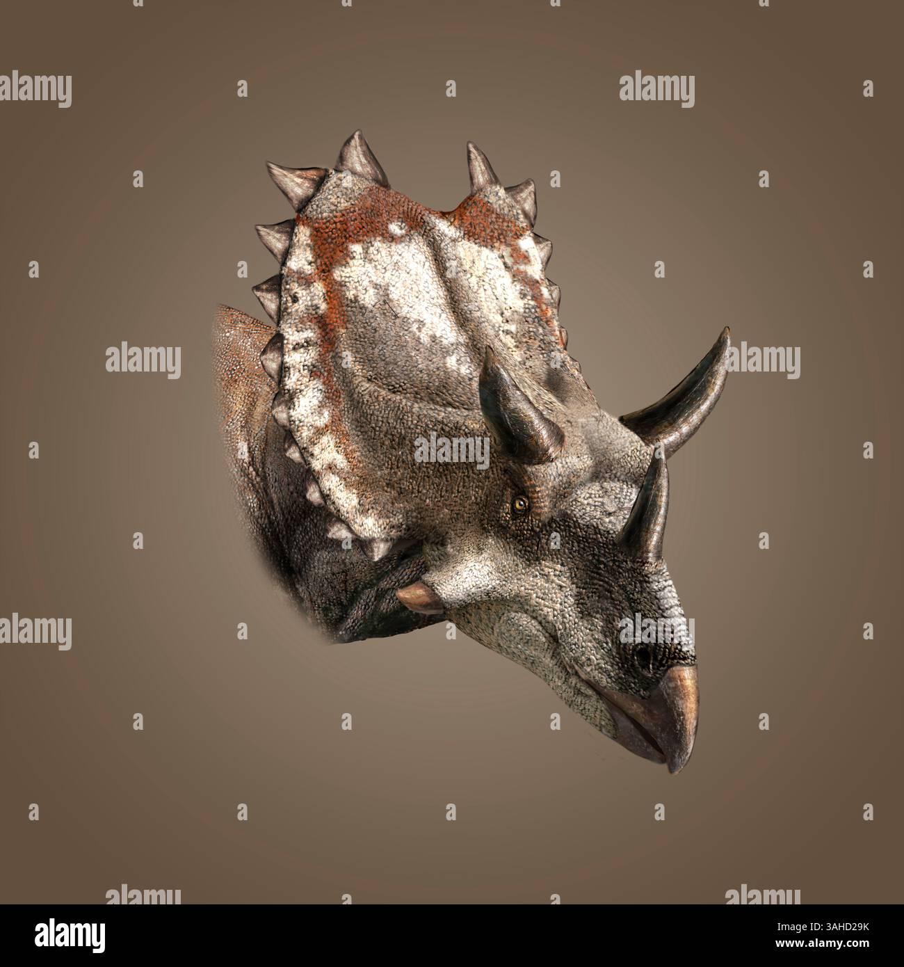 Illustration of the head of the ceratopsian dinosaur Utahceratops ...