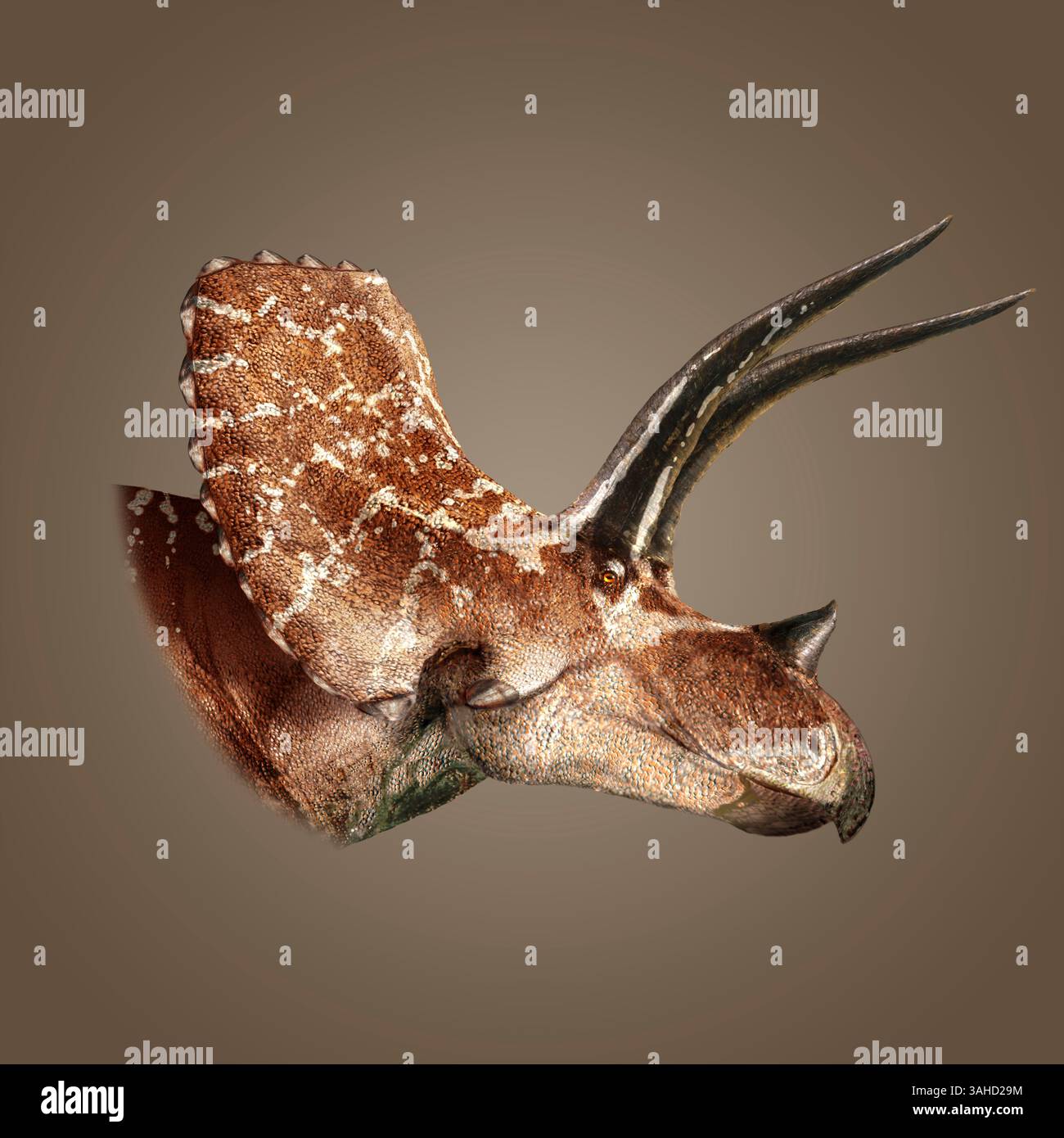 Illustration of the head of the ceratopsian dinosaur Eotriceratops ...