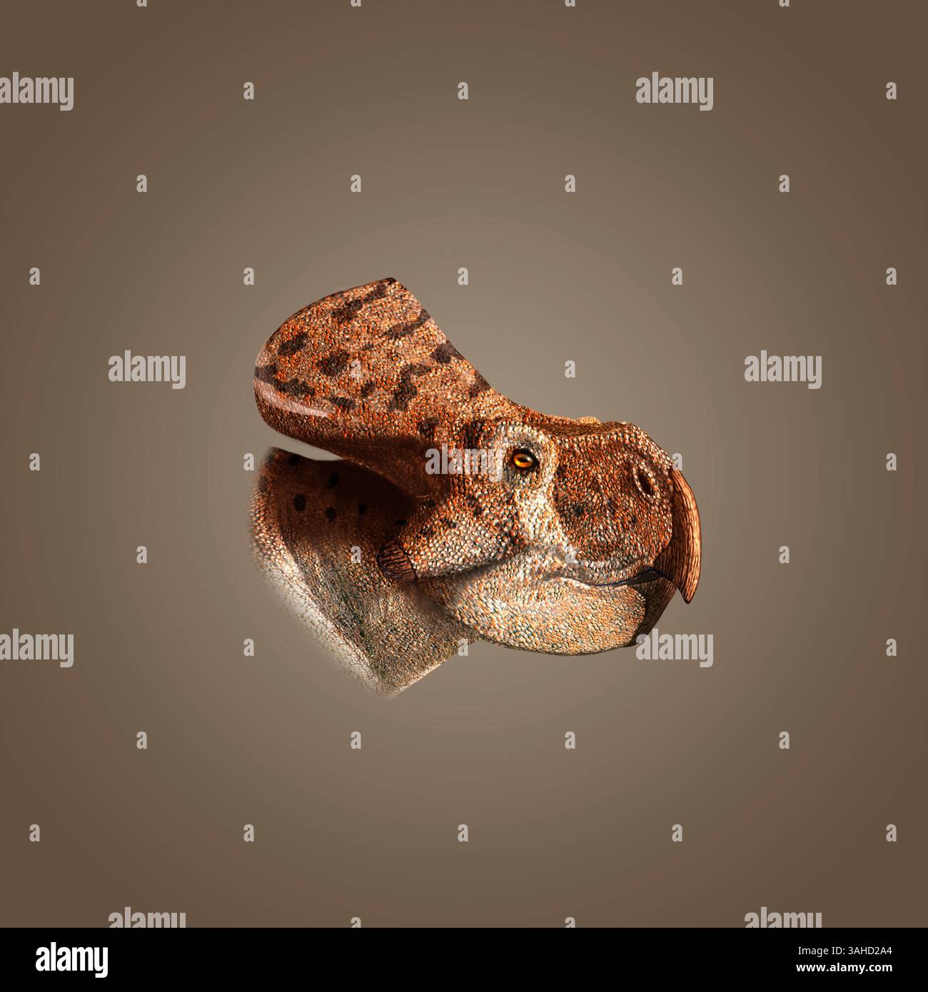Illustration of the head of the ceratopsian dinosaur Protoceratops ...