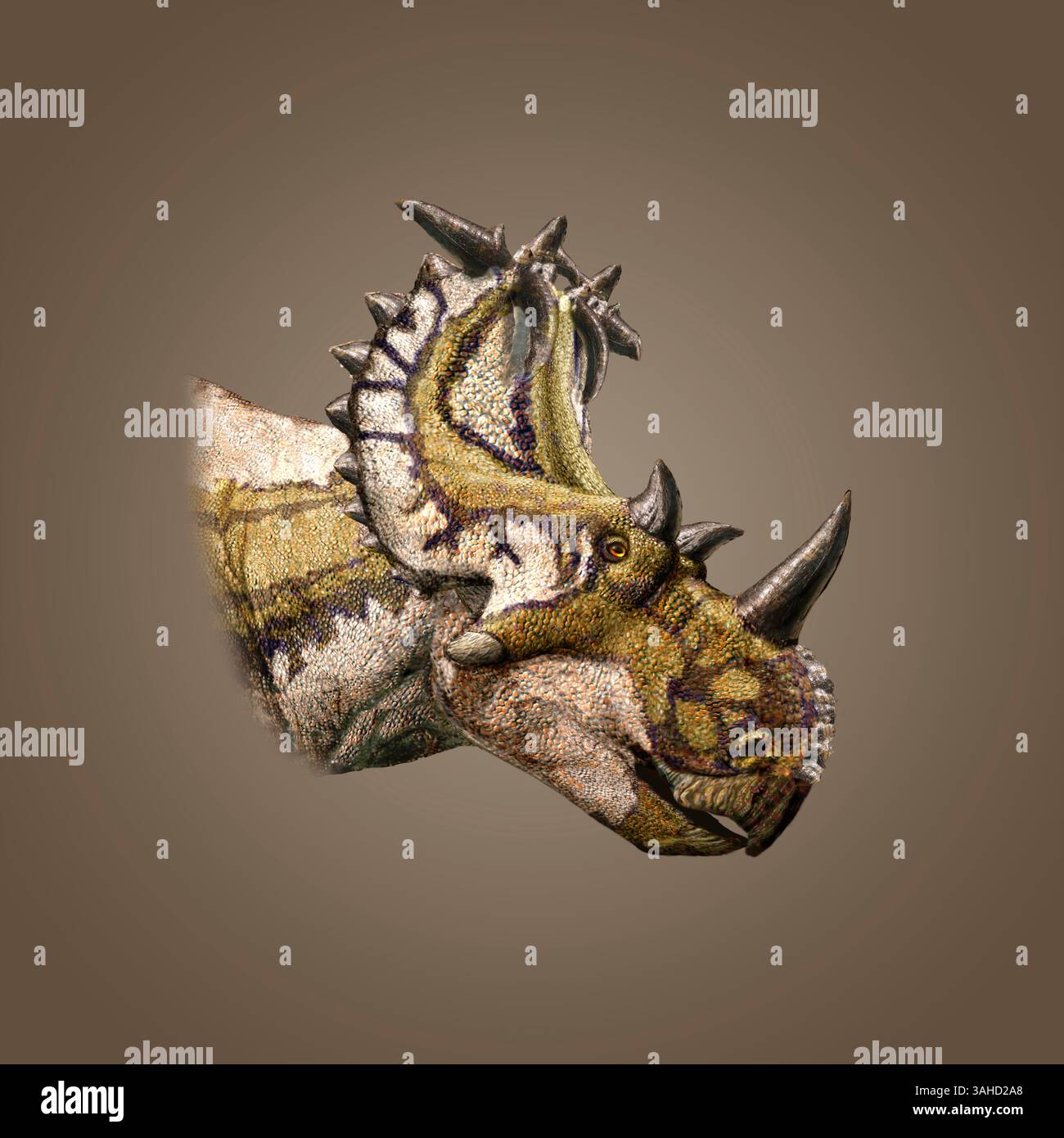 Illustration of the head of the ceratopsian dinosaur Coronosaurus ...