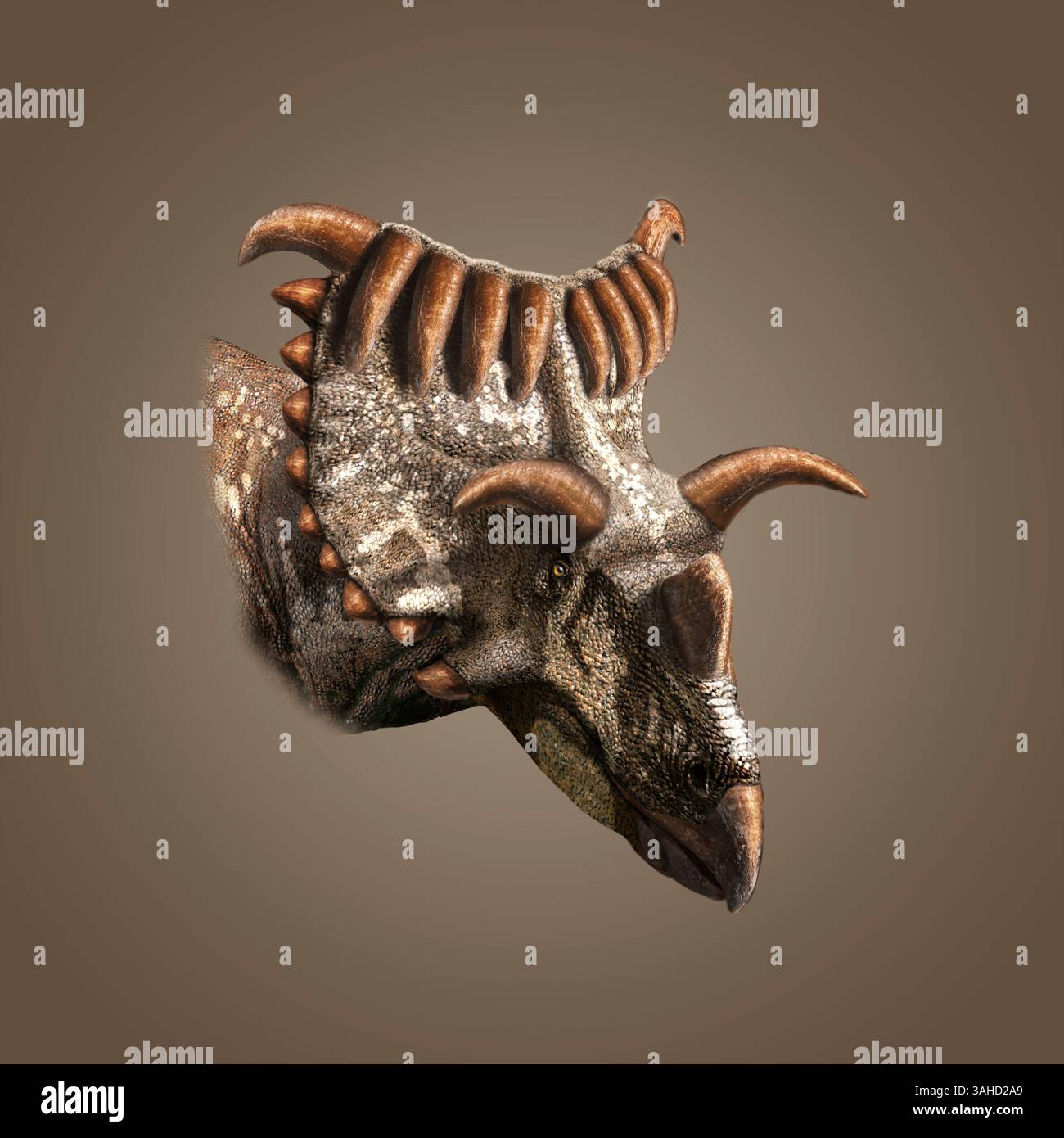 Illustration of the head of the ceratopsian dinosaur Kosmoceratops ...