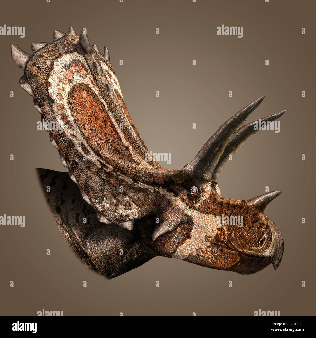 Illustration of the head of the ceratopsian dinosaur Bravoceratops polyphemus from the Late ...