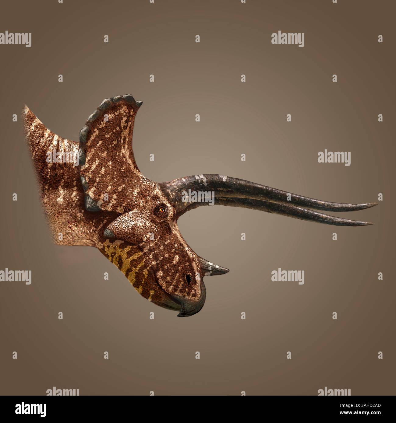 Illustration of the head of the ceratopsian dinosaur Triceratops sp ...
