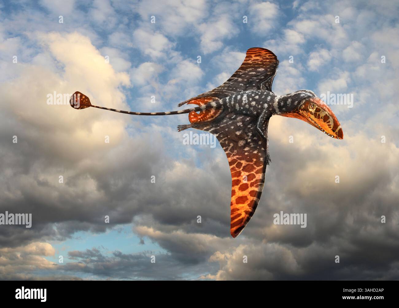 Illustration of a Dimorphodon macronyx pterosaur flying reptile from ...