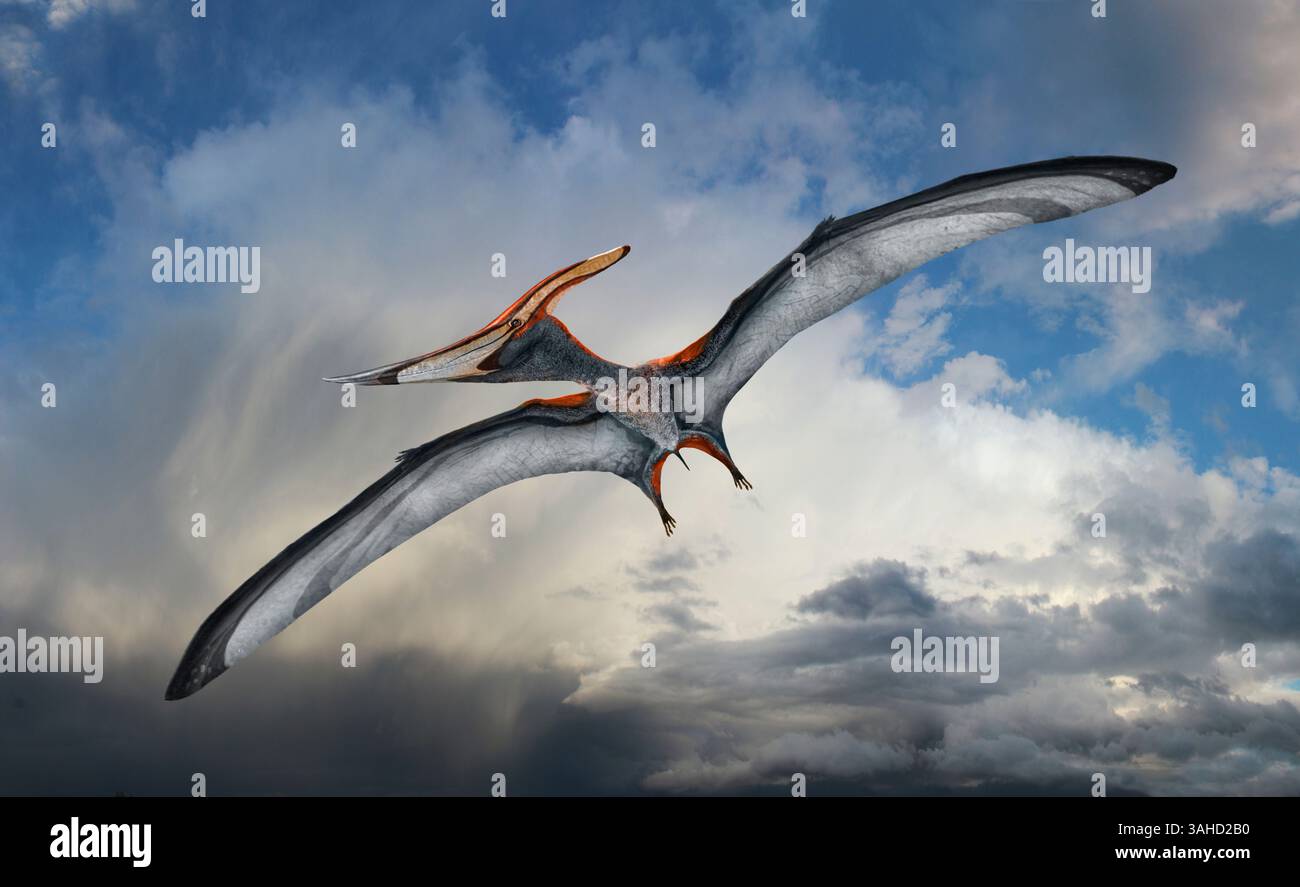Illustration of a Pteranodon longiceps pterosaur flying reptile from ...