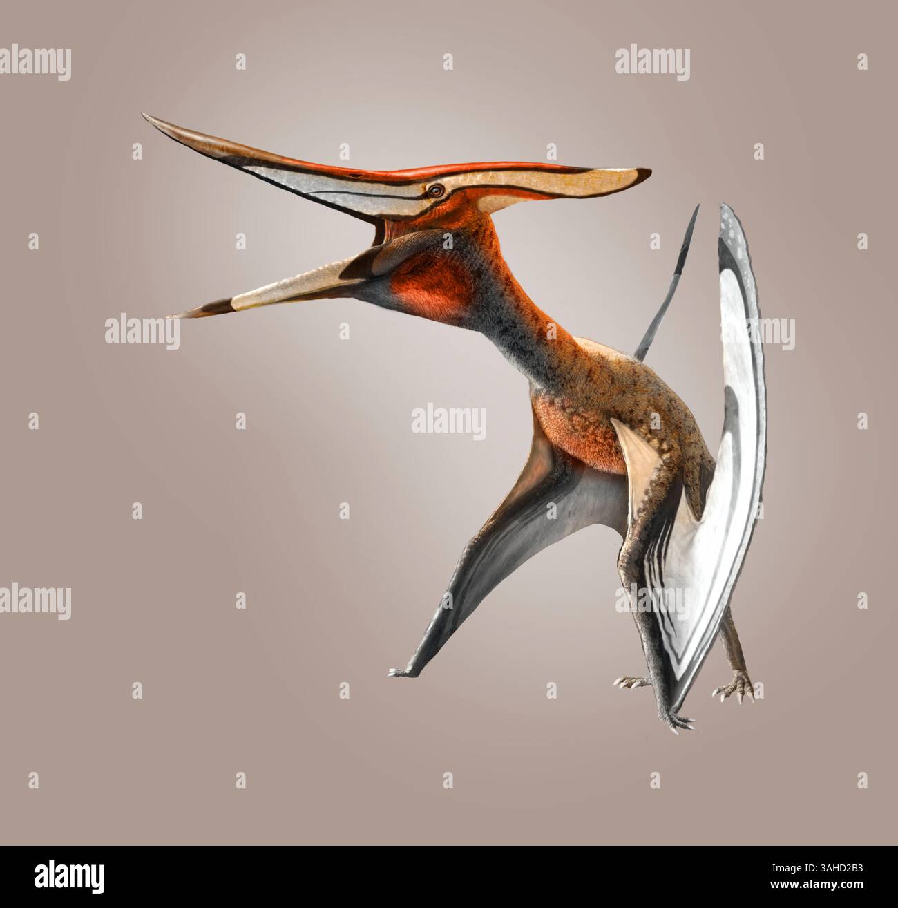 Illustration of a Pteranodon longiceps pterosaur flying reptile from ...