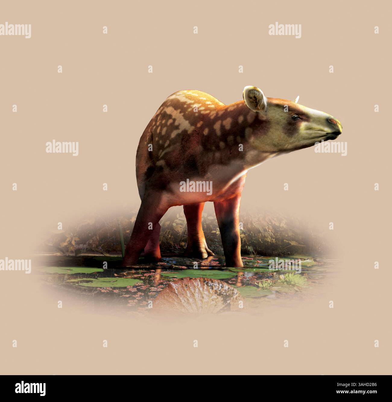 Illustration of a Heptodon sp. tapiroid mammal from the Early Eocene ...