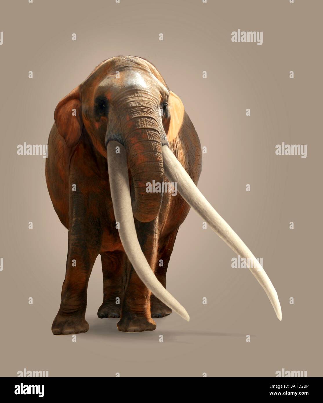 Illustration of an Anancus ultimus proboscidean from East Africaâ€™s ...