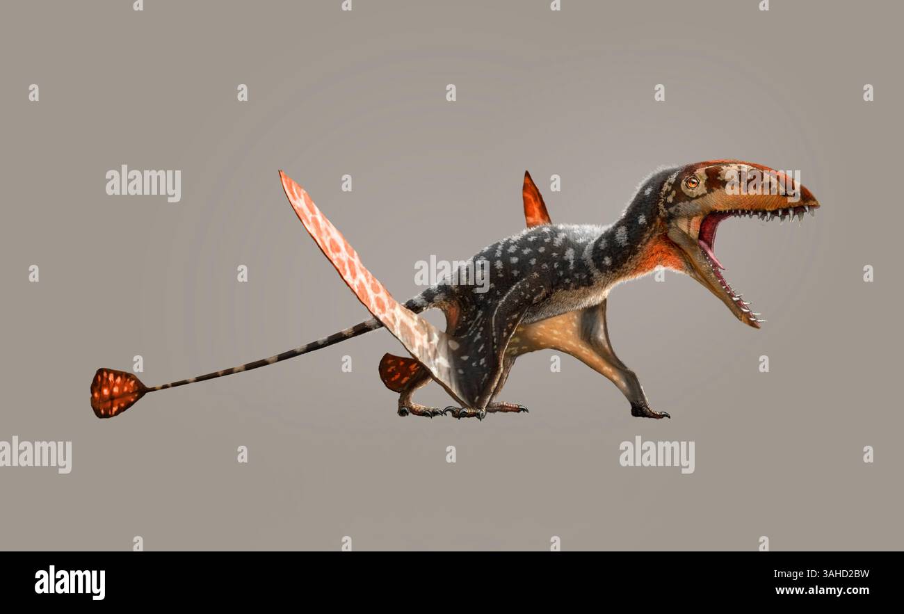 Illustration of a Dimorphodon macronyx pterosaur flying reptile from ...