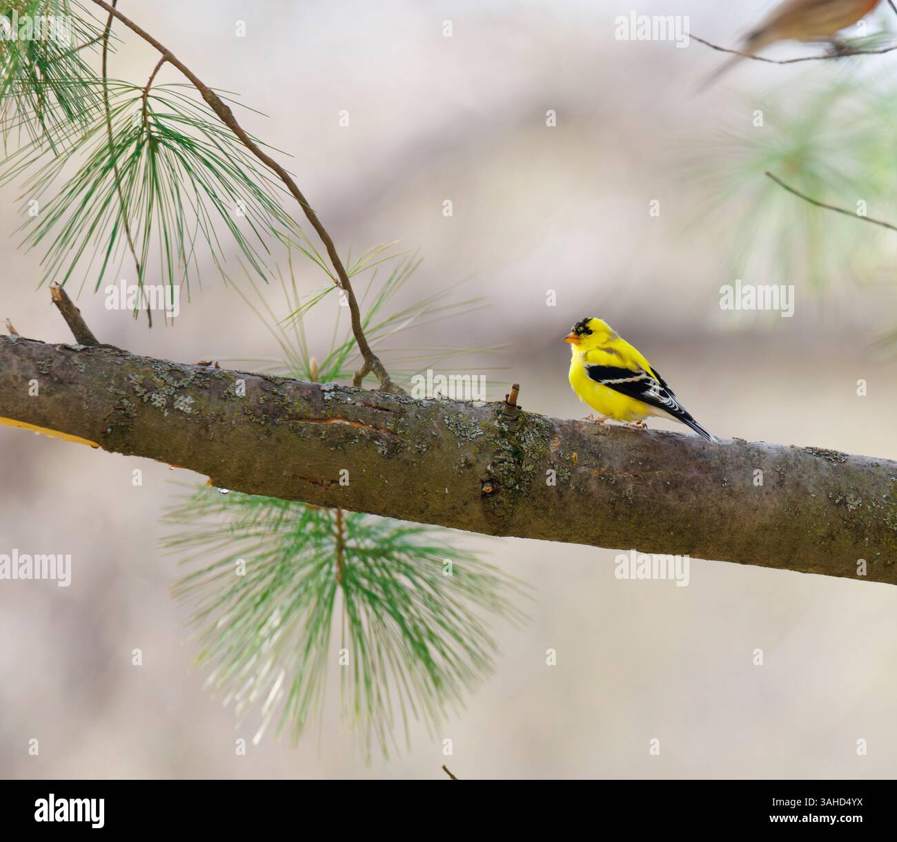 An American goldfinch perched in a tree facing camera left Stock Photo ...