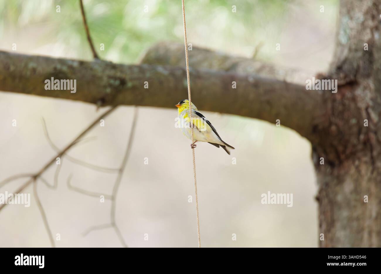 An American goldfinch perched in a tree facing camera left Stock Photo ...