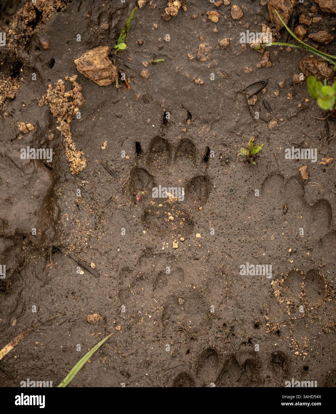 Channel Island Fox Print In Mud on Santa Cruz Island Stock Photo - Alamy
