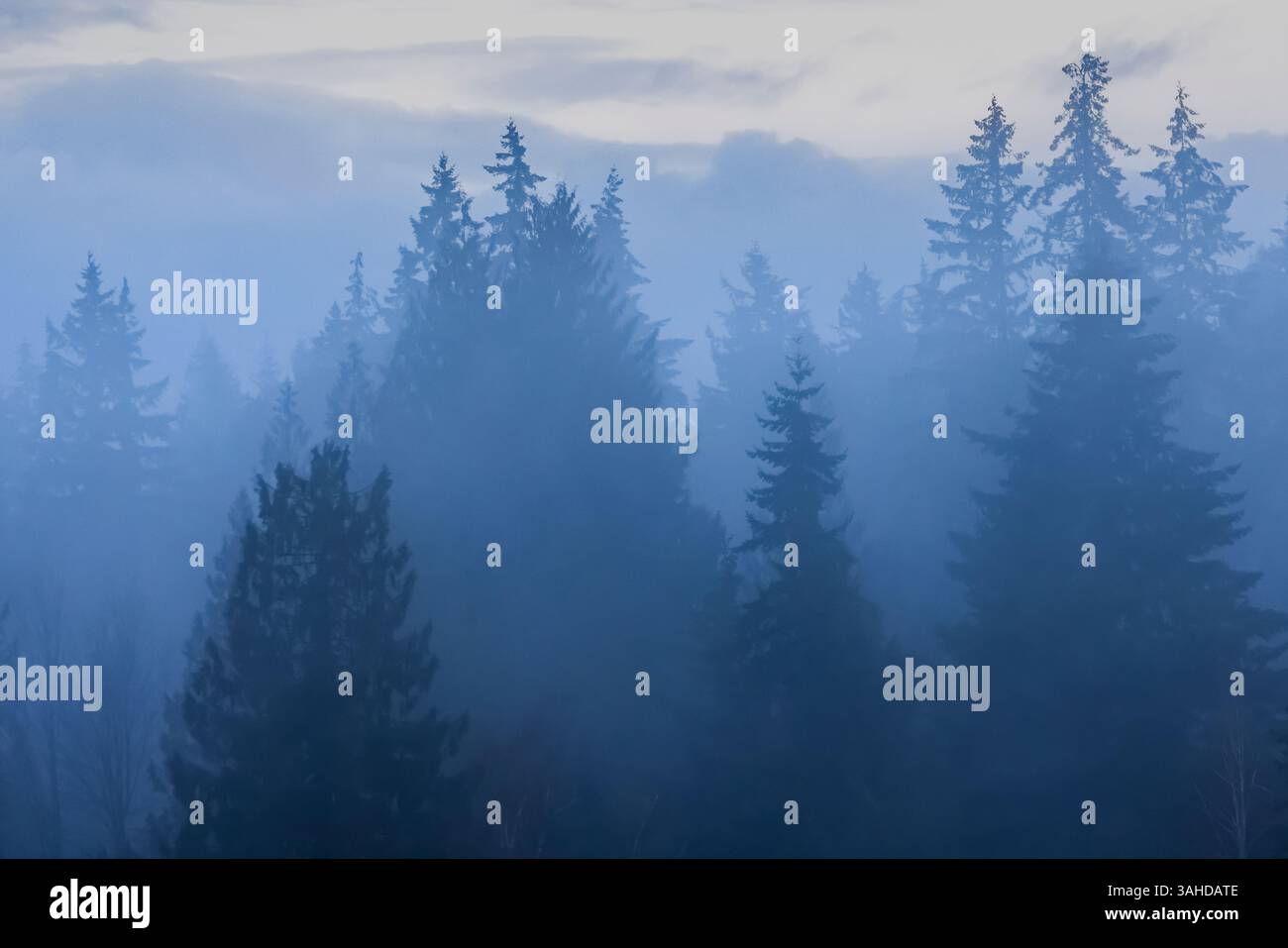Conifer Forest in fog on the Olympic Peninsula, Washington State. Usa ...