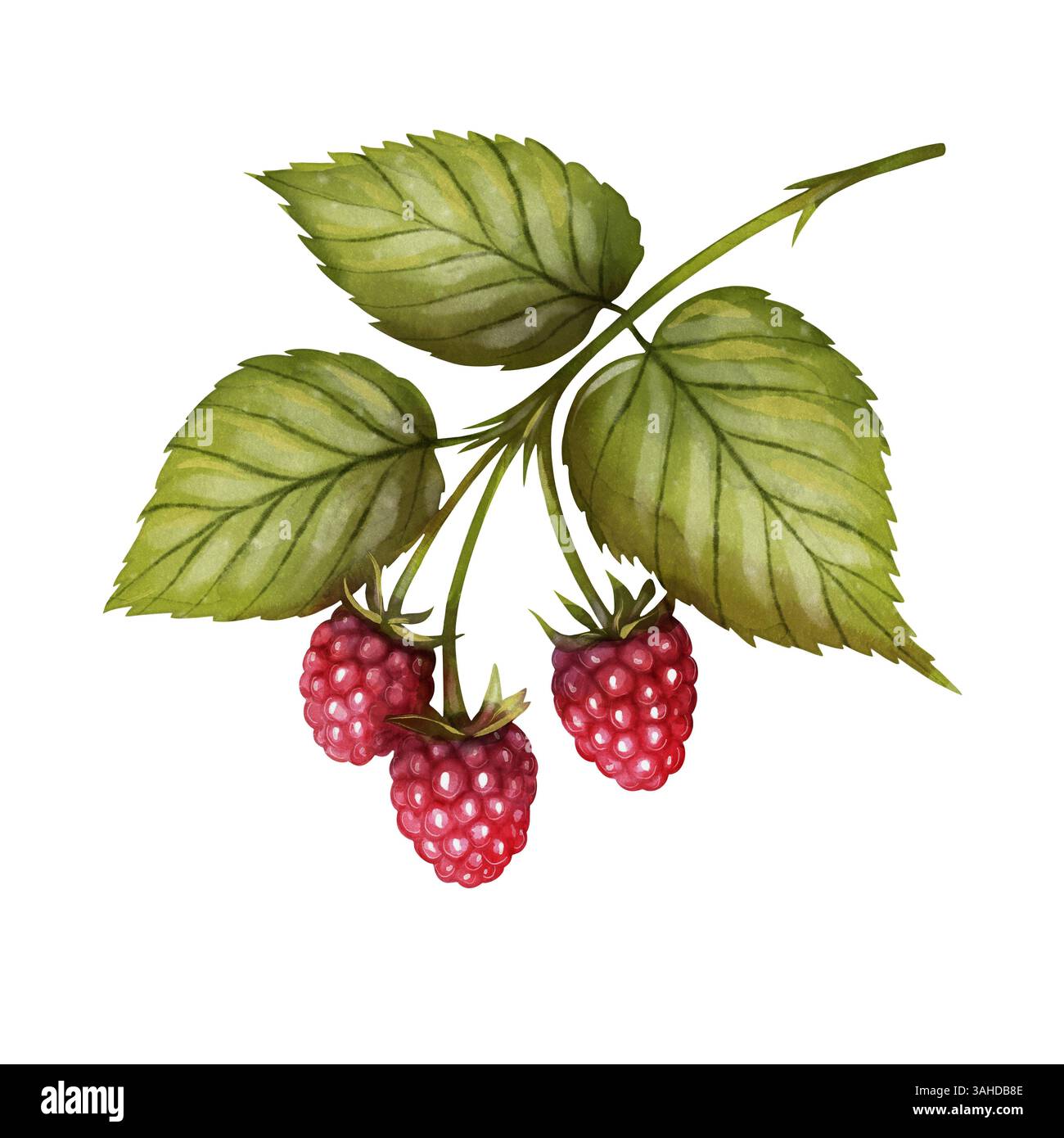 Watercolor illustration of a raspberry branch with ripe red berries and ...