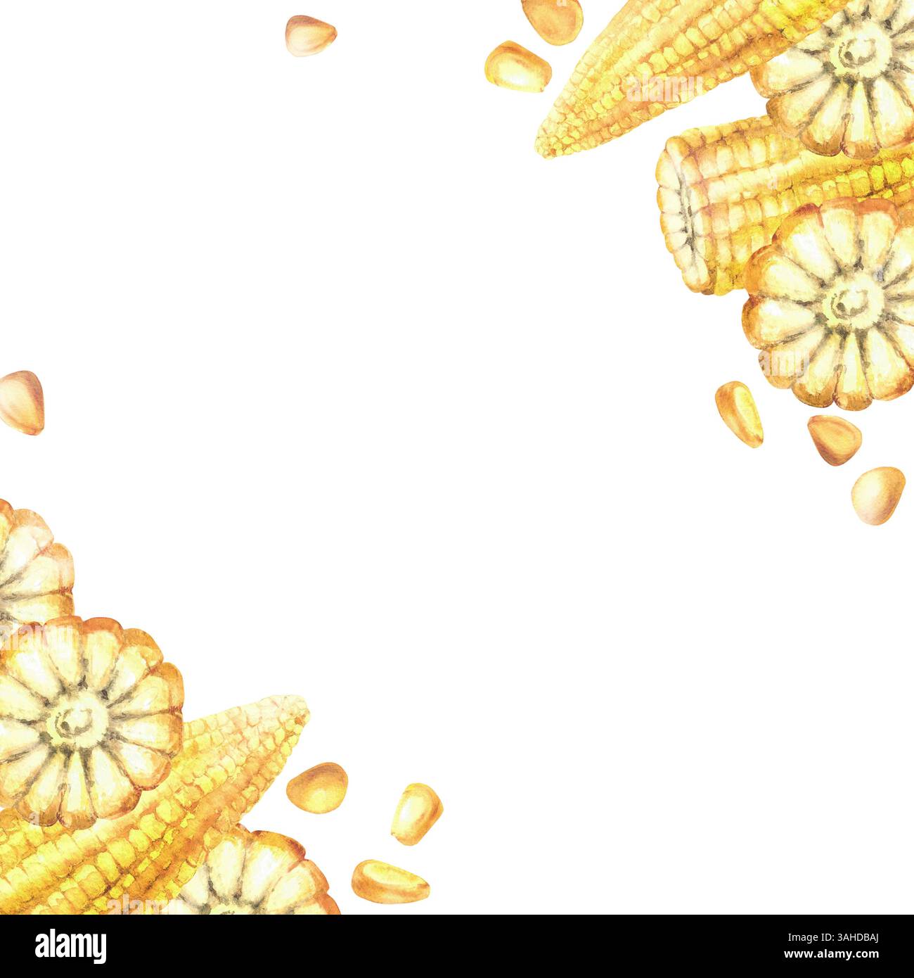 Sweet Corn, golden maize kernels, whole and cut corncobs square frame ...