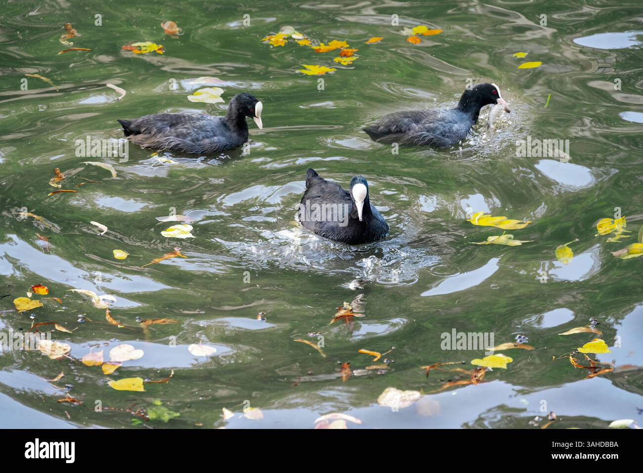 Eurasian coot (Fulica atra), also known as the common coot, or ...