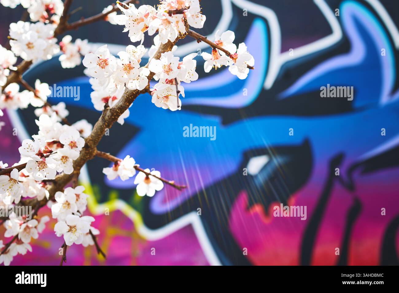 Cherry Blossom Branch with Vibrant Graffiti Background in Urban 2000s ...