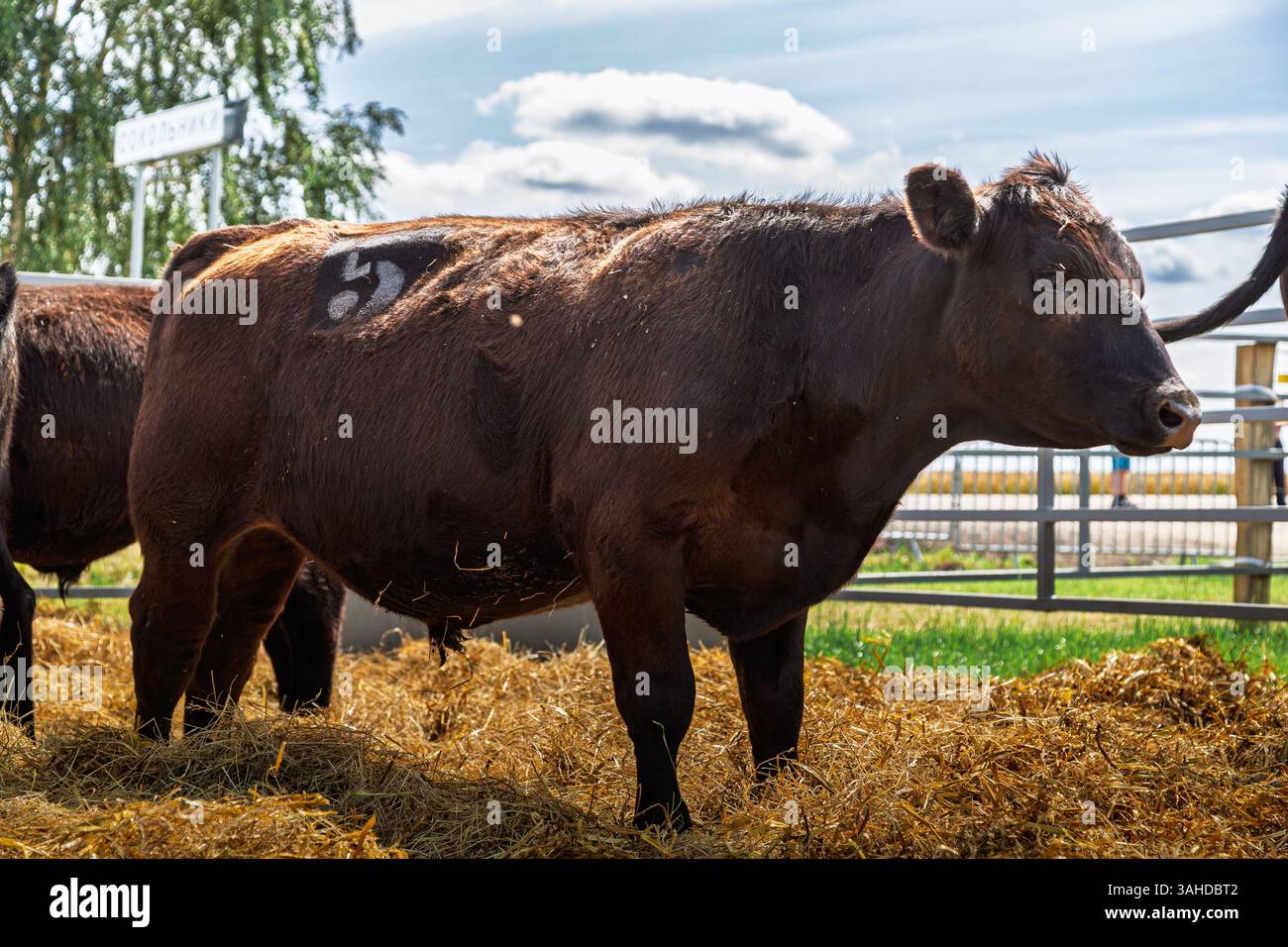 Black Angus calves in the open air Stock Photo - Alamy