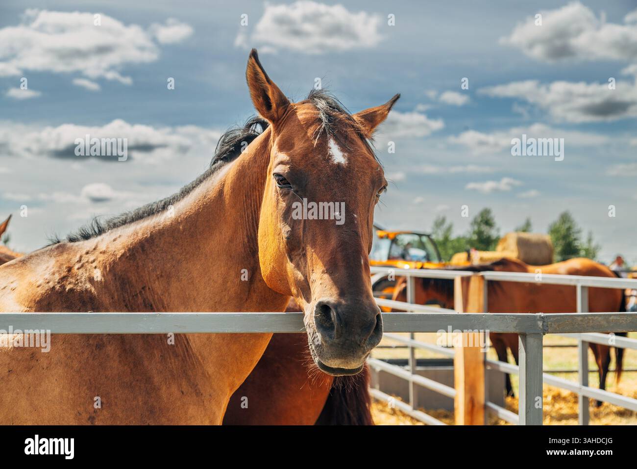 Portraits of Arabian stallions. Horses in a stall Stock Photo - Alamy