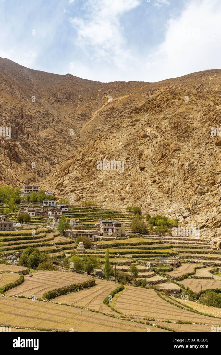 Terrace farms with lush green fields at a remote village in Ladakh ...