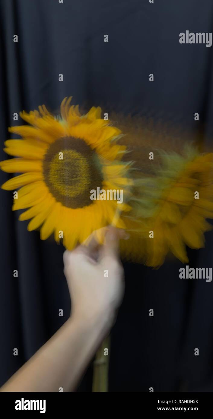 A vertical close-up of a sunflower with a soft motion blur, giving it a ...