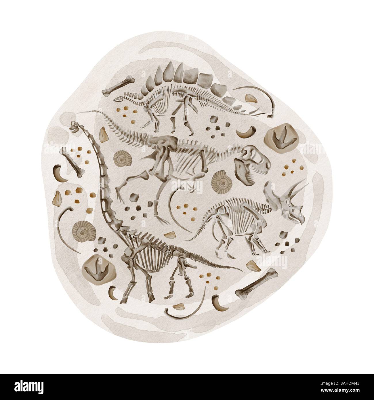 Set of dinosaur skeletons. Stegosaurus, Theranosaurus and Triceratops ...