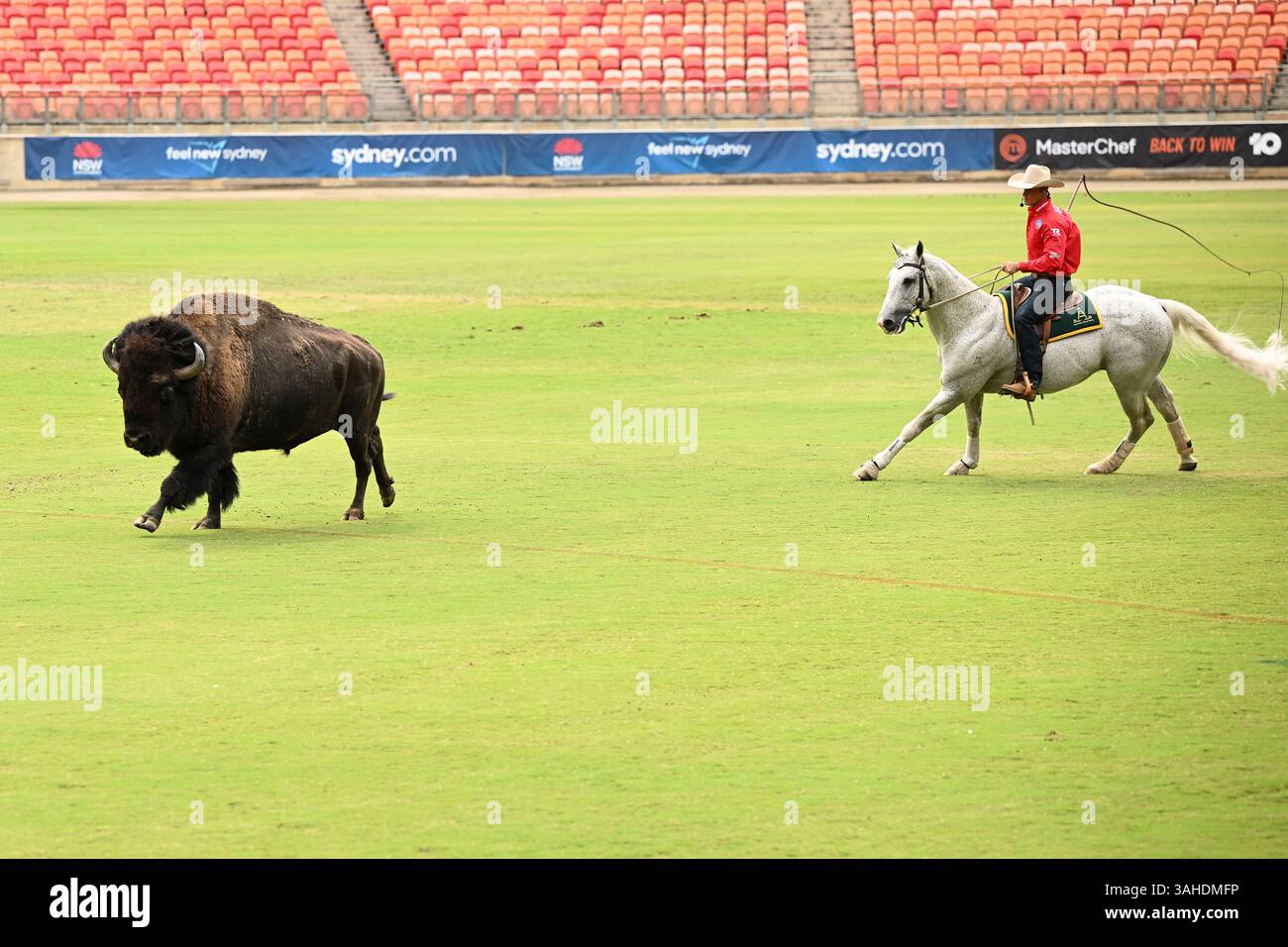 Sydney, Australia. 10th Apr, 2025. Dave Manchon moves a bison during a ...