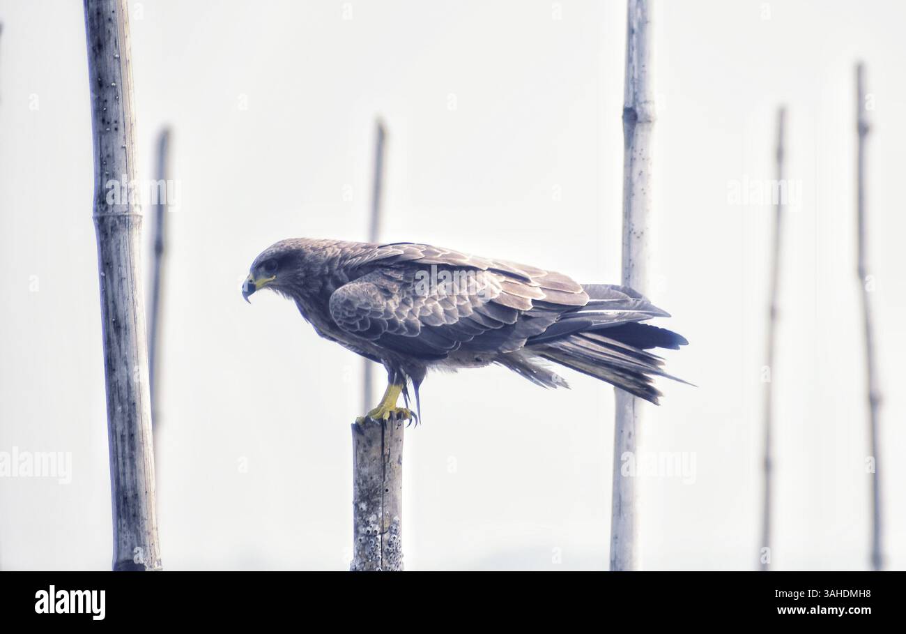 Black Kite, Milvus migrans, brown bird of prey sitting larch tree ...