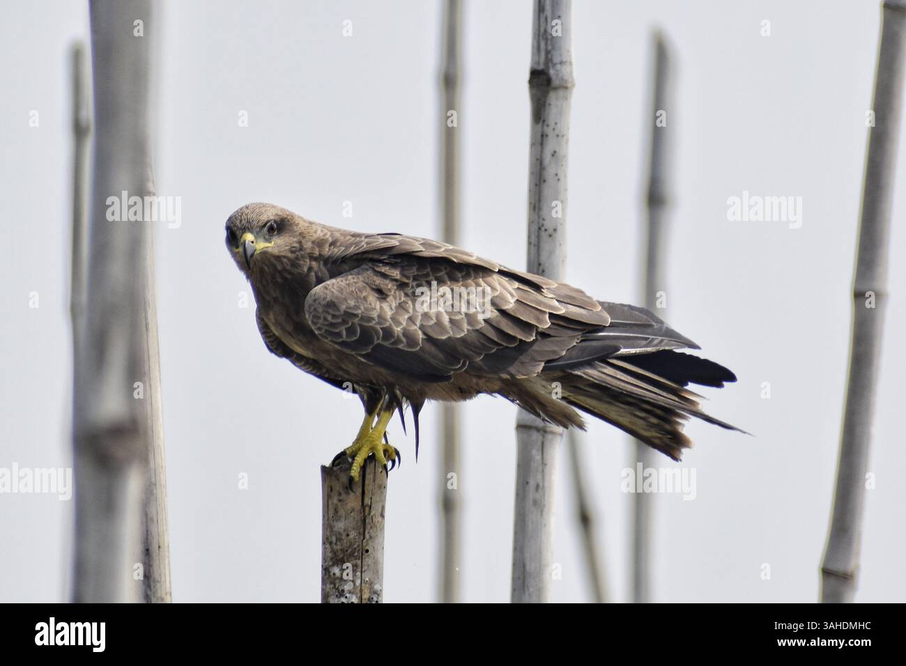 Black Kite, Milvus migrans, brown bird of prey sitting larch tree ...