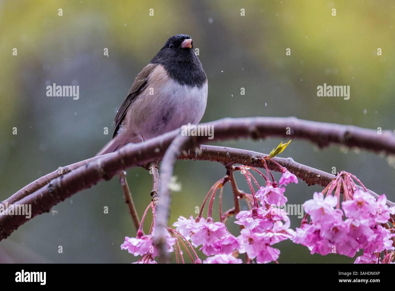 Dark-eyed Junco, Junco hyemalis, on a rainy day in a flowering cherry tree in spring, Olympic ...