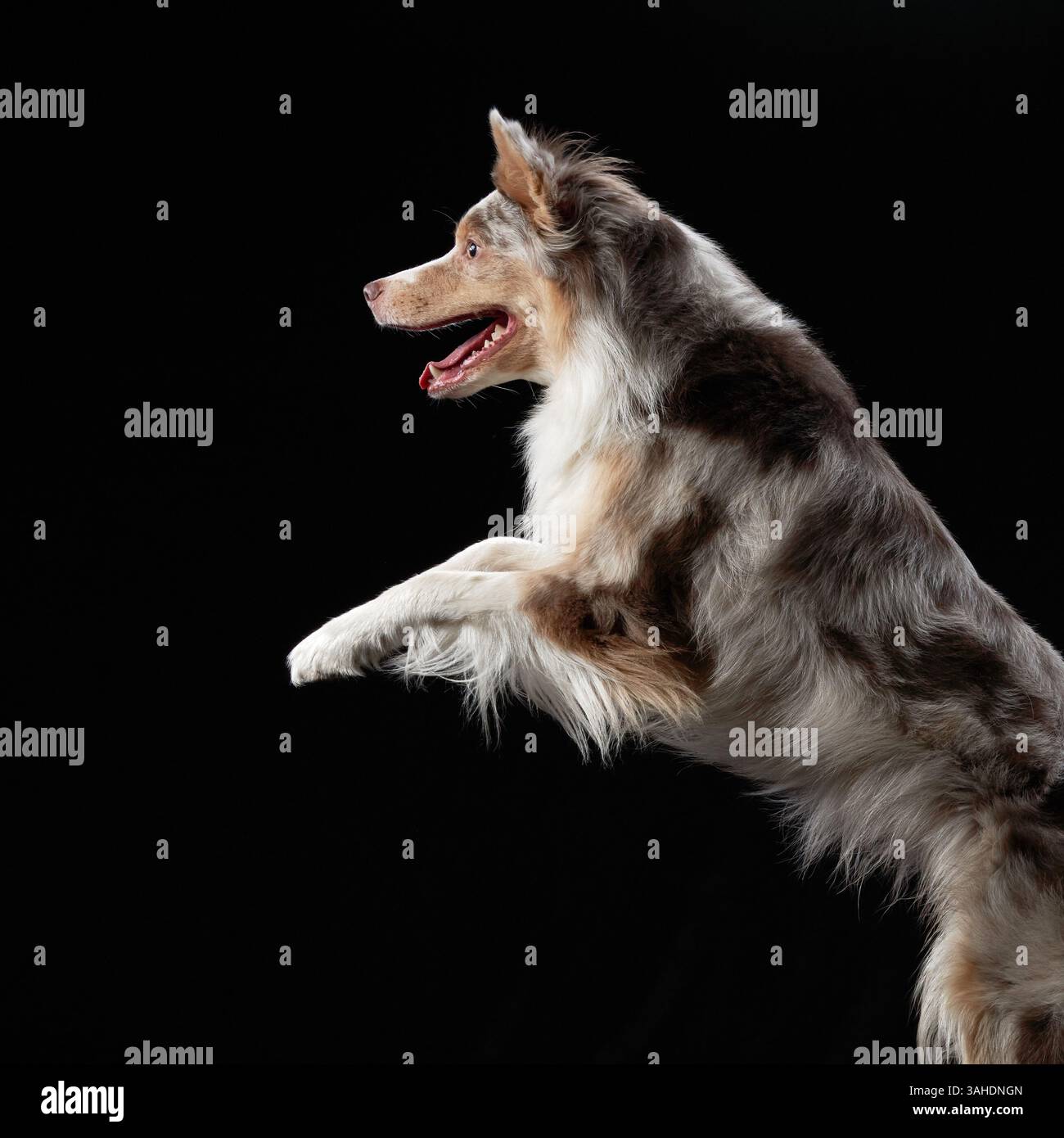 A Border Collie is caught mid-air in a playful leap, its fur and ears ...