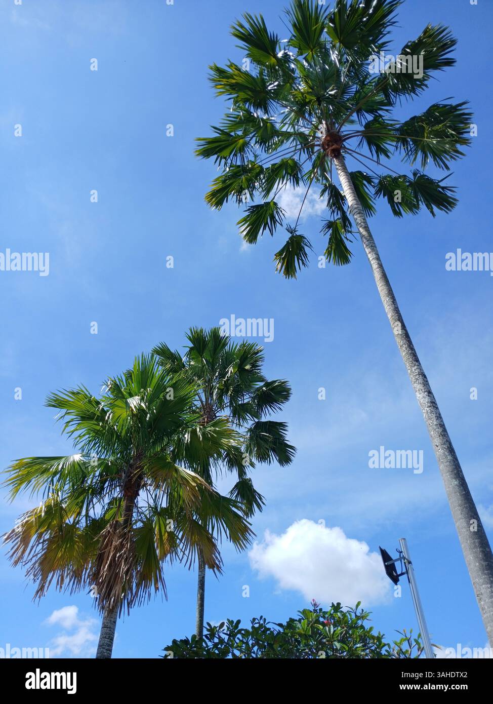 Saribus rotundifolius (Sadeng, Serdang, Woka, footstool palm, anahaw ...