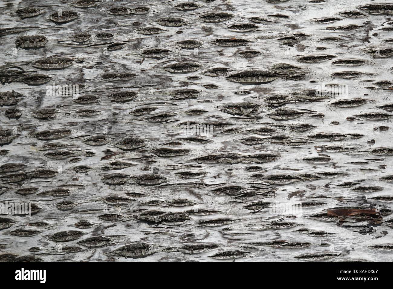 Close up textured abstract background of pine conifer tree bark Stock ...