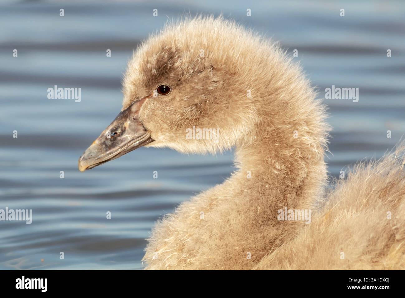 Side profile of fluffy Black Swan cygnet with soft lighting, Taylors ...