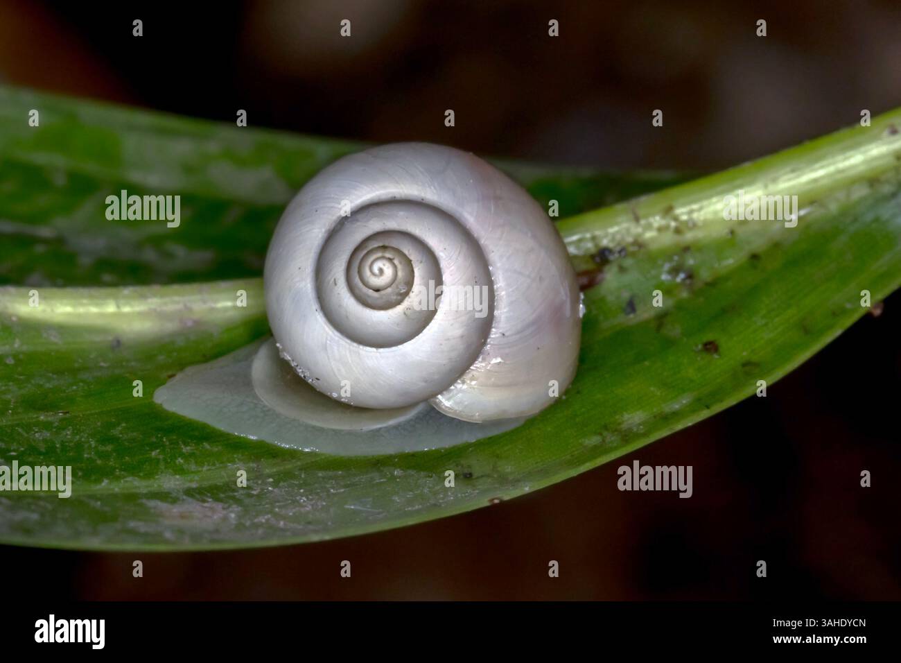 Exotic rainforest snail hi-res stock photography and images - Alamy