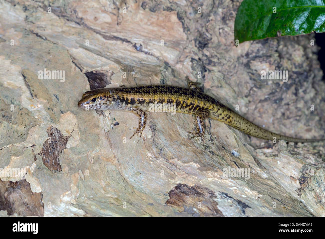 Southern Bar-sided Skink, Fitzroy Island, Queensland, Australia Stock ...