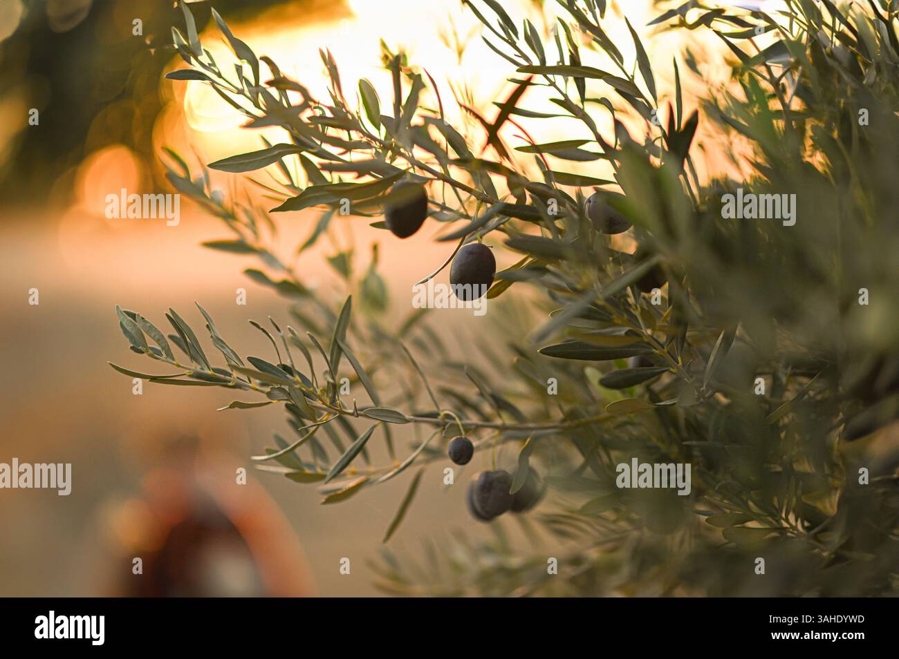 Olive branch glowing in hi-res stock photography and images - Alamy