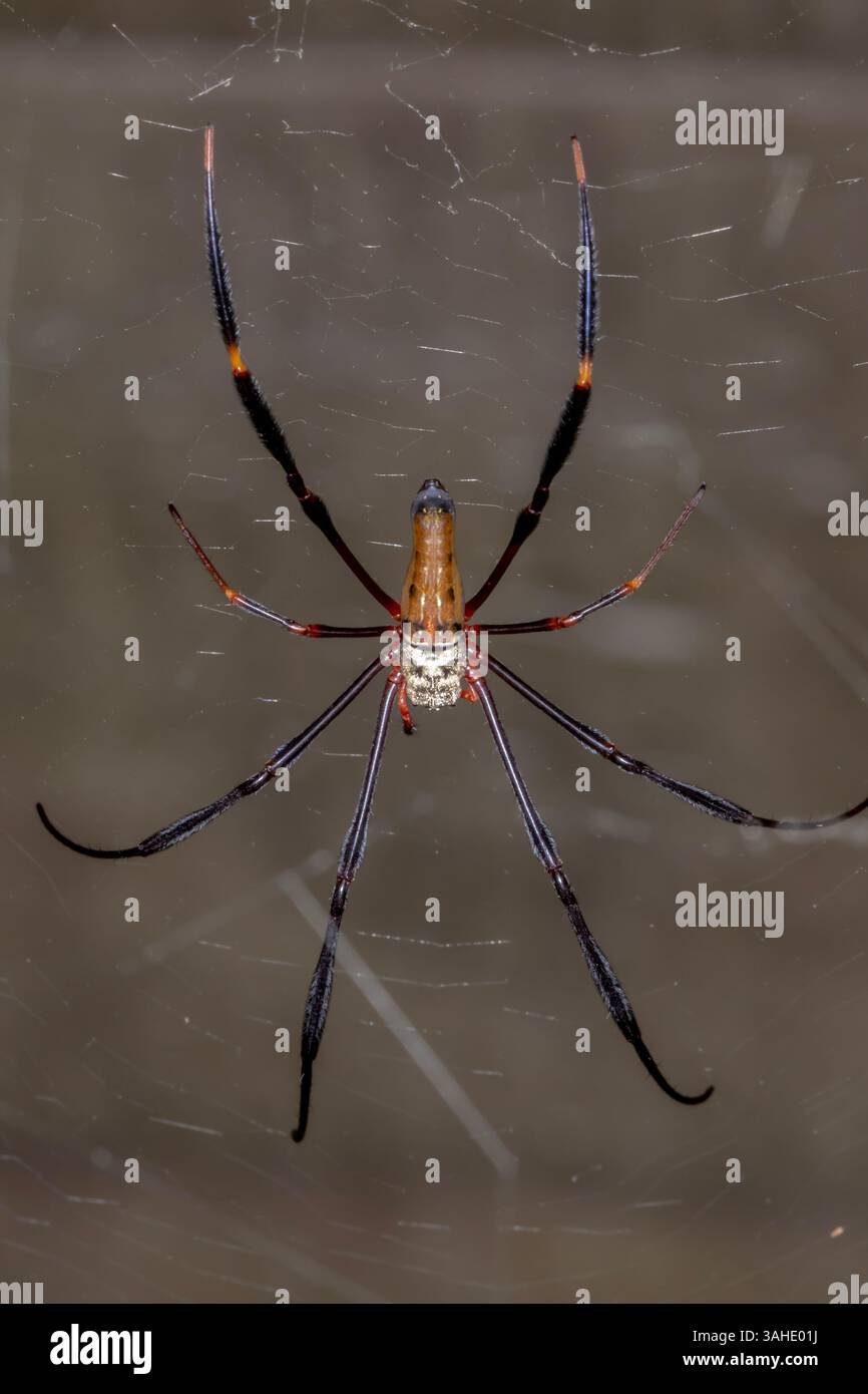A female Giant Golden Orbweaver (Nephila pilipes) hangs in the centre ...