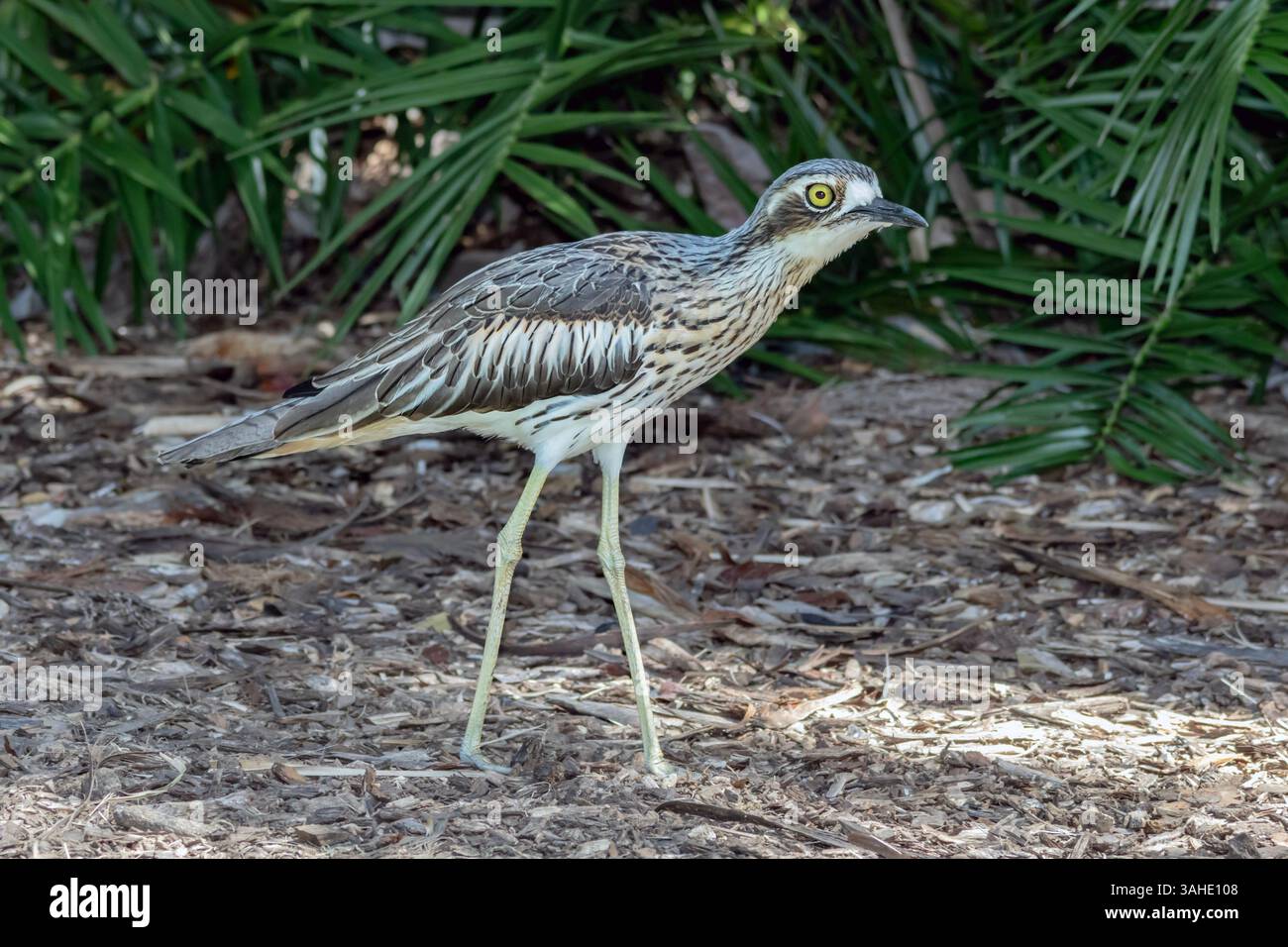 A Bush Stone-curlew (Burhinus grallarius) forages among dry leaf litter ...
