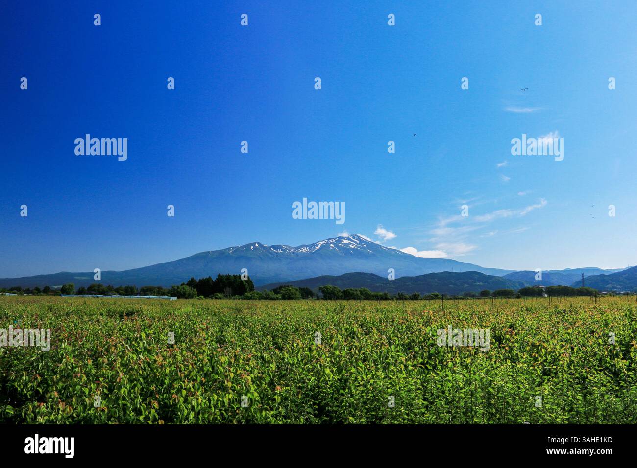 From the Shonai Plain in Yamagata in early summer, the elegant snow ...