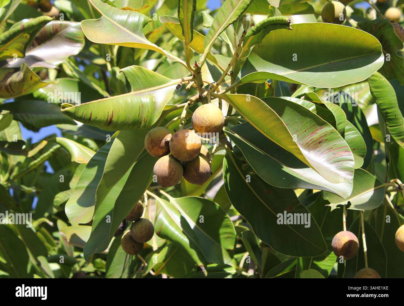 Fruit on a calophyllum inophyllum tree plant in a garden Stock Photo ...
