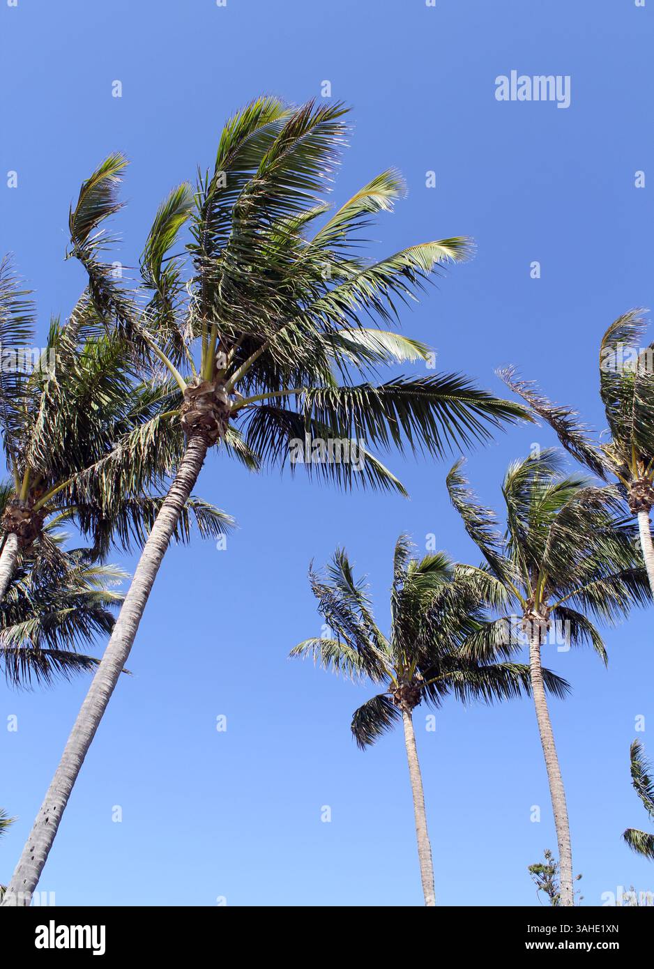 Palm tree fronds and trunks against a blue sky background Stock Photo ...
