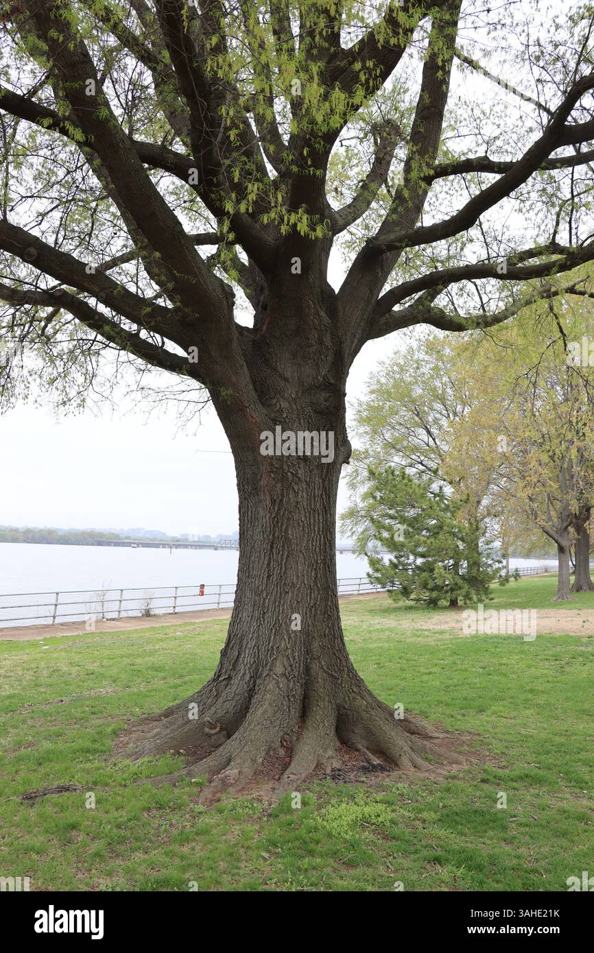Majestic green tree by the riverside, standing tall in serenity Stock ...