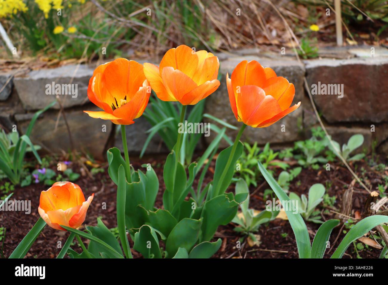 Vibrant tulips in full bloom, showcasing their stunning red and yellow ...