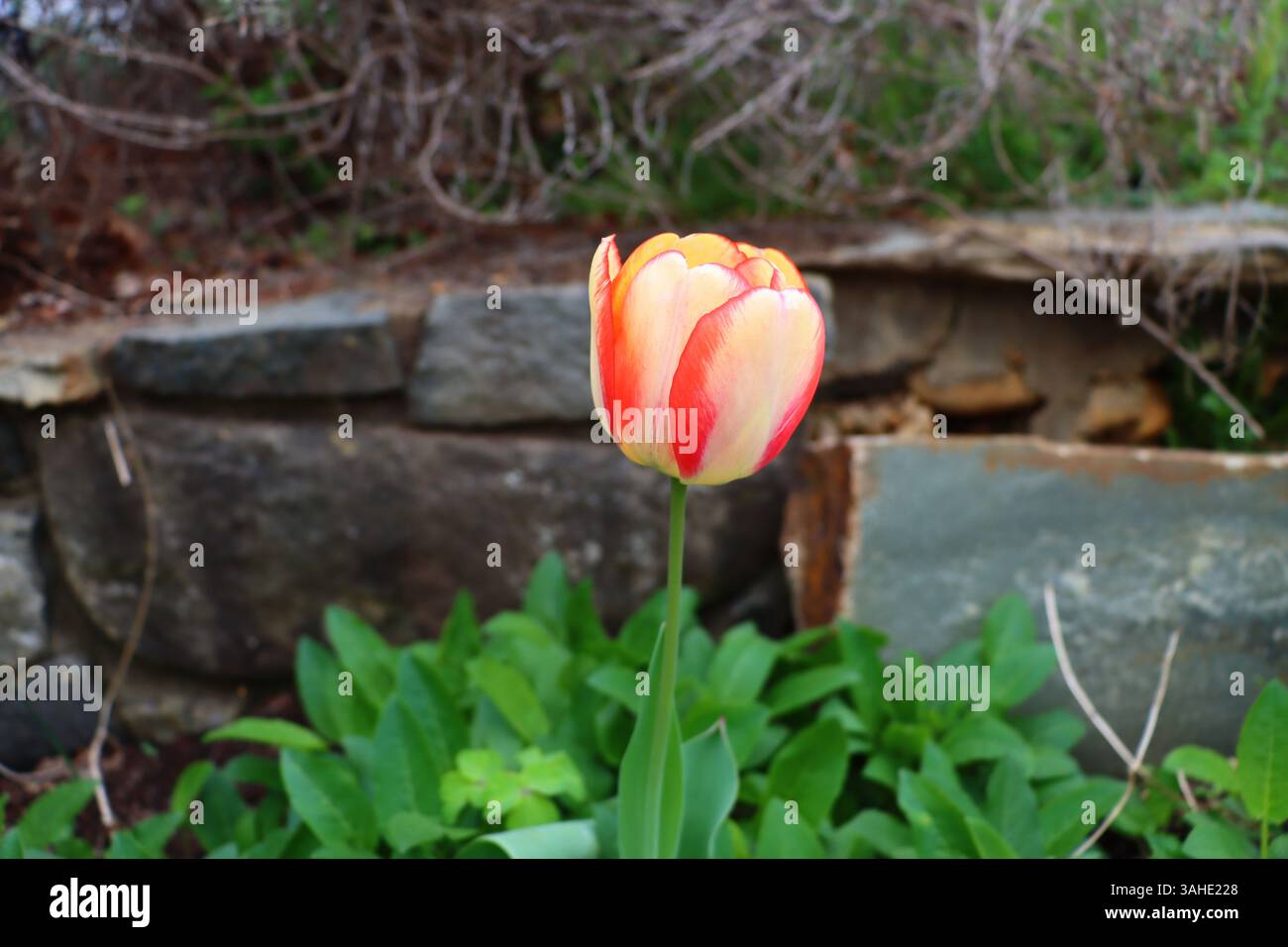A vibrant tulip in full bloom, showcasing its stunning red and yellow ...