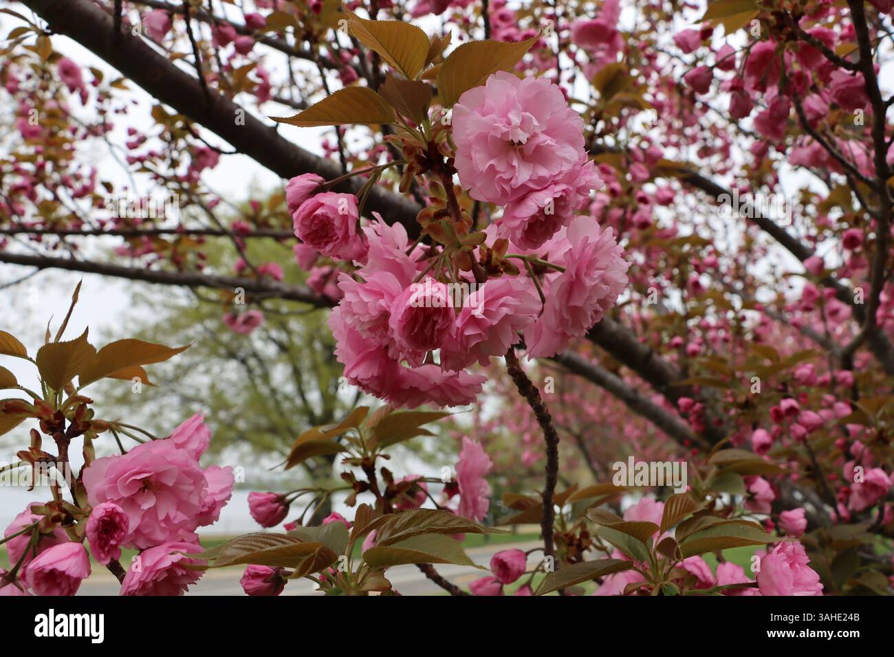 Delicate pink cherry blossoms in full bloom, capturing the essence of ...