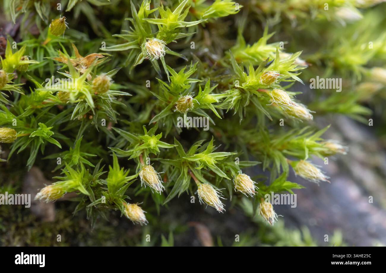 Lewinskya speciosa, sporophytes, hairy calyptra of Lewinskya speciosa ...