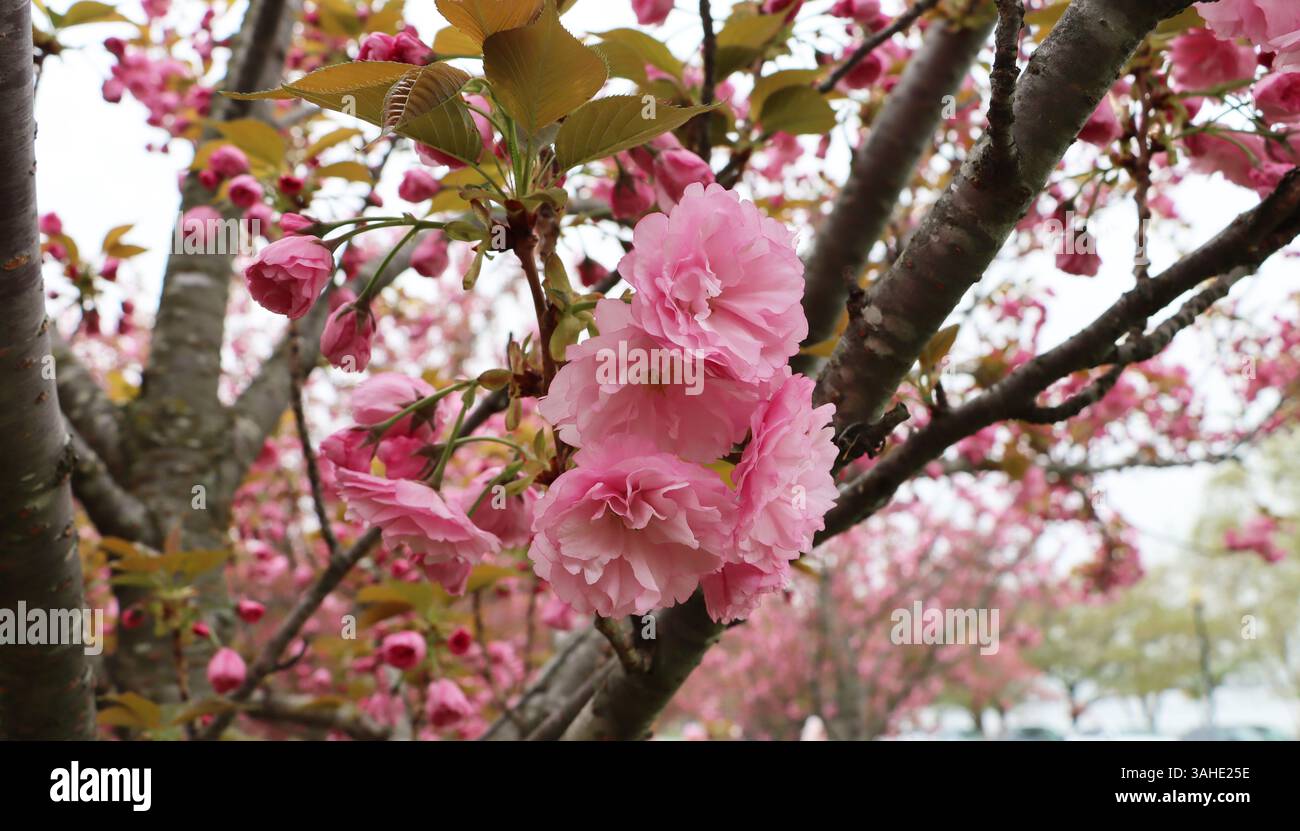 Delicate pink cherry blossoms in full bloom, capturing the essence of ...